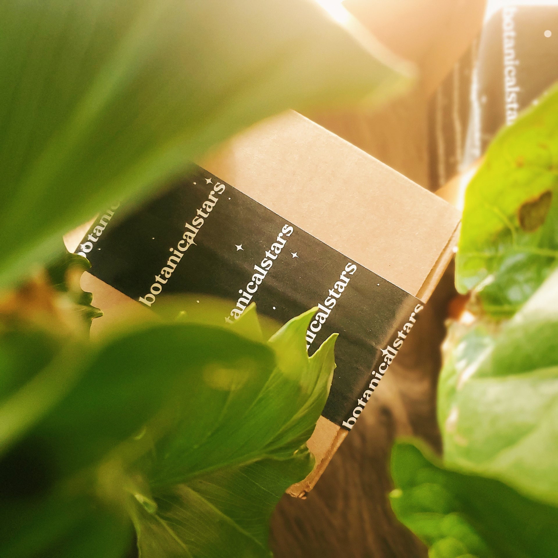 Universe - Prickly Pear Super Healing Elixir – Botanical Stars